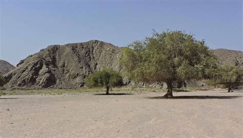 Home North Africa Trees