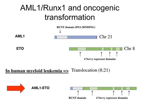 Ppt Aml1 Runx1 And Oncogenic Transformation Powerpoint Presentation