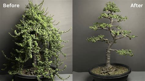 Wiring A Jade Bonsai At Lee Porter Blog
