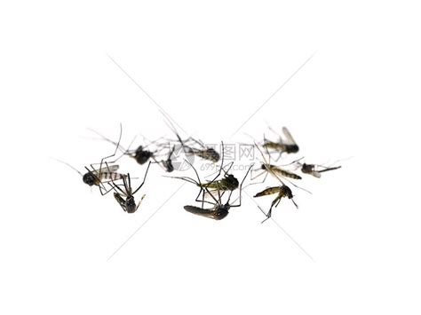 蚊子死在地上高清图片下载 正版图片503069140 摄图网