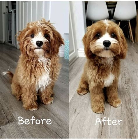 Cavapoo Cut Artofit