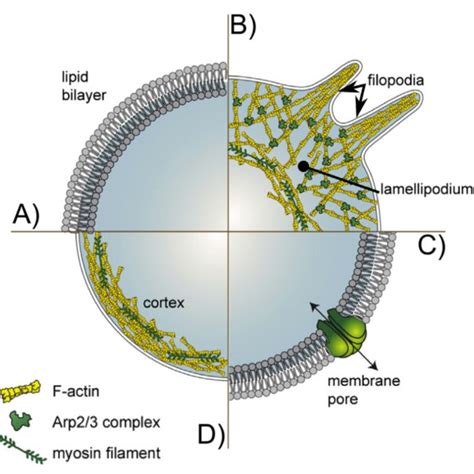 Actin Structures In The Cell In The Cortex D Actin Filaments Tend