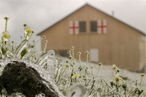 გაყინული ყვავილების ველი ყაზბეგში [ფოტო] Netgazeti • ფოტო • ყაზბეგი • Netgazeti Ge