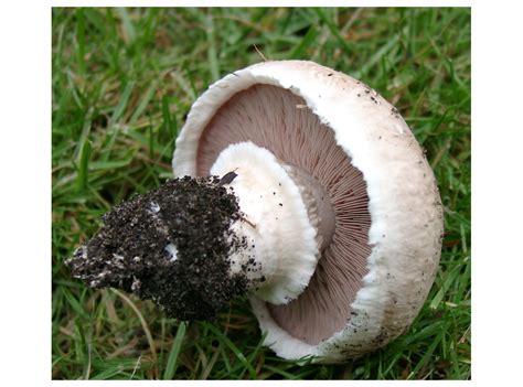 Button Mushrooms Agaricus Bisporus Grain Spawn 5 Liter Spawn For