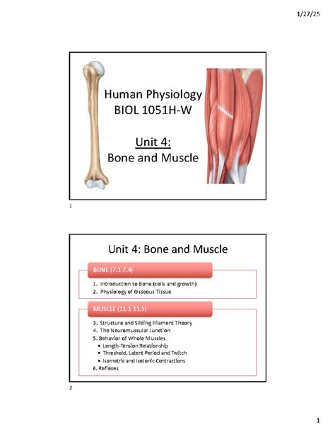 Unit 4 Bone And Muscle Overview Of Physiology And Functions Human
