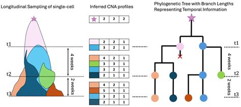 [논문 리뷰] Inferring Phylogenetic Trees Of Cancer Evolution From Longitudinal Single Cell Copy