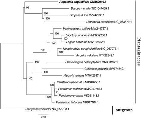 Phylogenetic Analysis Based On The Complete Cp Genomes The Bootstrap
