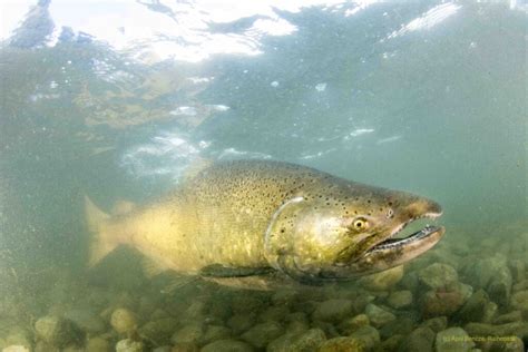 Press Release Fisheries Minister Must Stop New Fishery That Will Harm