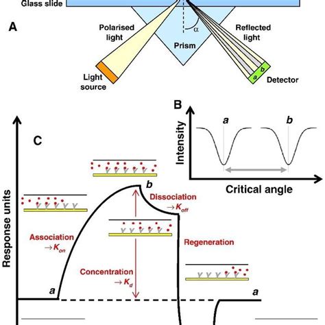Schematic Representation Of Spr Biosensing Principle A Prism Coupled