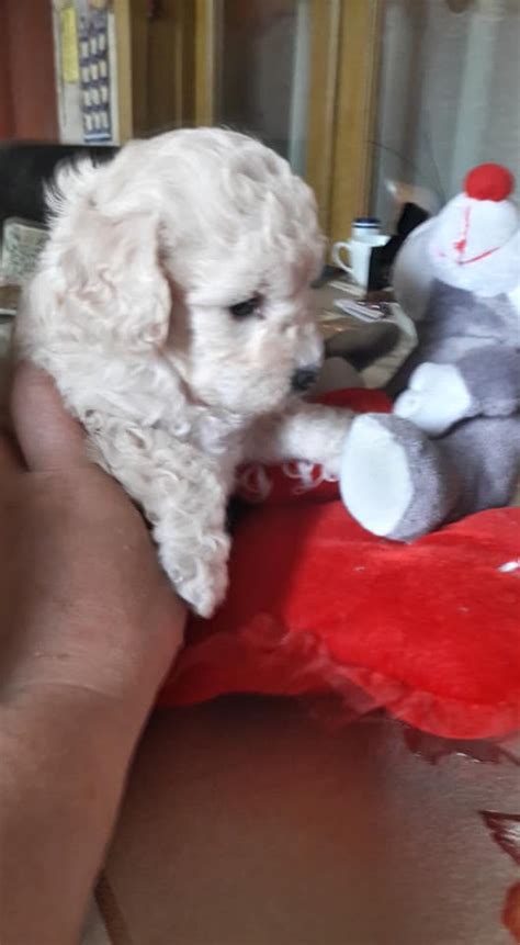 იყიდება ჯუჯა პუდელის ლეკვების ყიდვა გაყიდვა Facebook