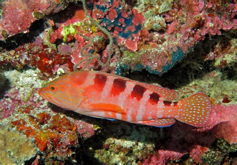 Saddle Grouper Cephalopholis Sexmaculata Bali Wildlife