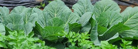 양배추 파종 시기 모종 심는 방법