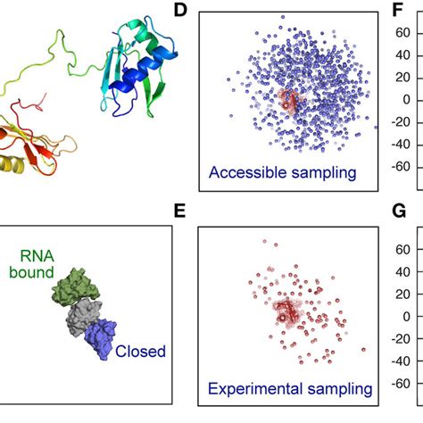 Electrostatic Interactions Dominate The Conformational Equilibrium