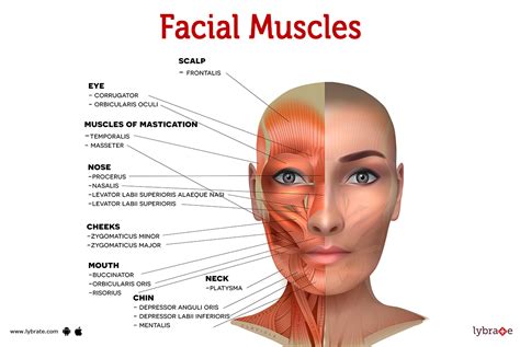 Muscles Of The Face