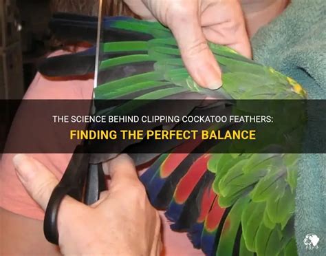 The Science Behind Clipping Cockatoo Feathers Finding The Perfect