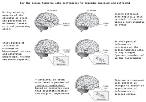medial temporal lobe and encoding and retrieval