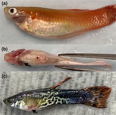Tetrahymena Guppy Disease