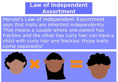 Law Of Independent Assortment — Definition And Role Expii