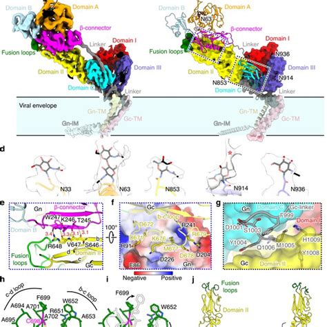 Structure Of Sftsv Gn Gc Heterodimer A Schematic Diagram Of The Domain Download Scientific