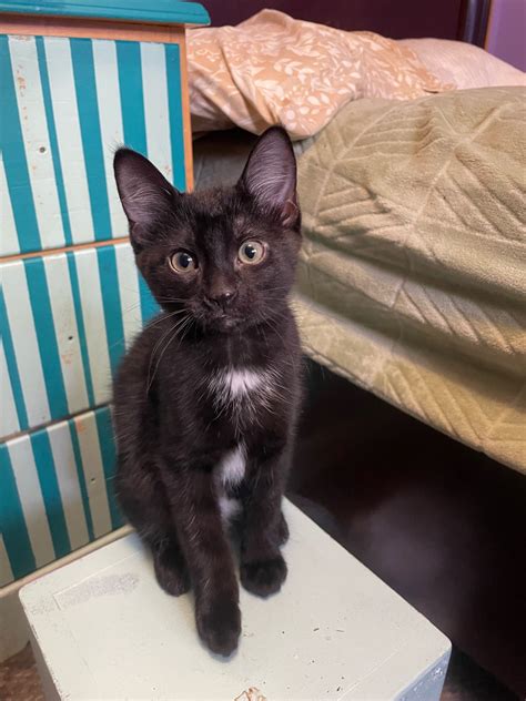 Kittens Females Cats And Kittens For Rehoming St Catharines Free