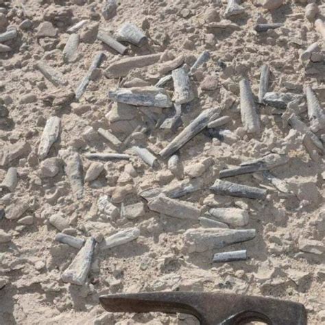 Evolution In The Beginning There Was The Sponge HeritageDaily Archaeology News