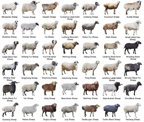 Types Of Show Sheep At William Domingue Blog
