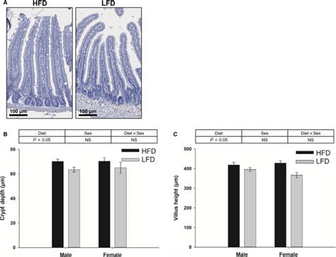 Sex Differences Influence Intestinal Epithelial Stem Cell Proliferation