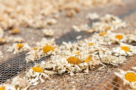 Pyrethrum Extraction Botanical Extracts Pyrethrum Extracts And Marc