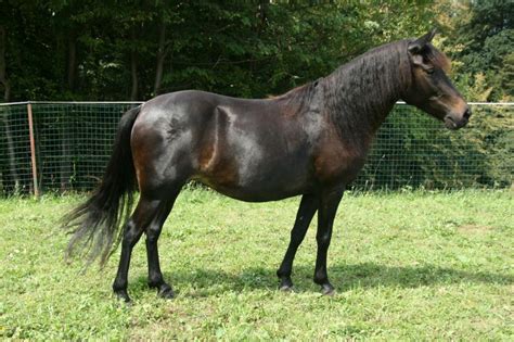 Bosanski Planinski Konj