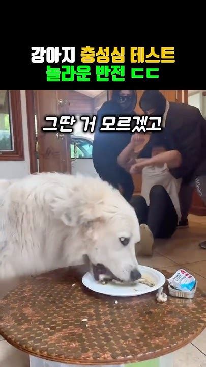 강아지 충성심 테스트 결과 놀라운 반전 Youtube