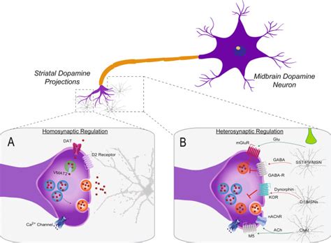 Sex Differences In Dopamine Release Regulation In The Striatum Pmc Sex Differences In Dopamine Release Regulation In The Striatum Pmc