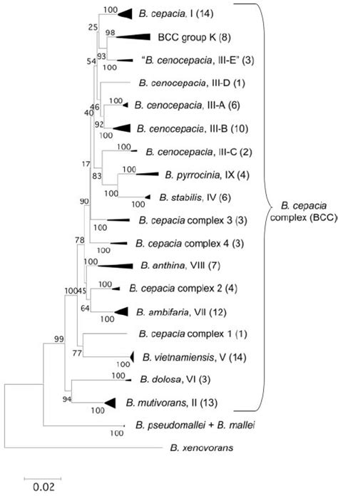 Phylogenetic Tree Of Concatenated Nucleotide Sequences From The Seven