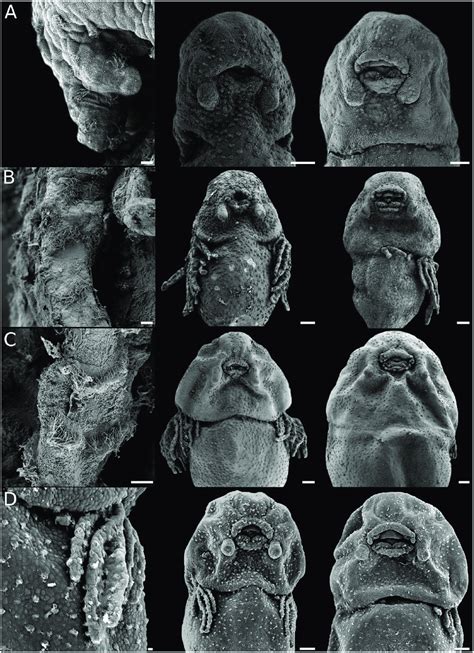 Gill Development In Physalaemus Details Of Gill Morphology And