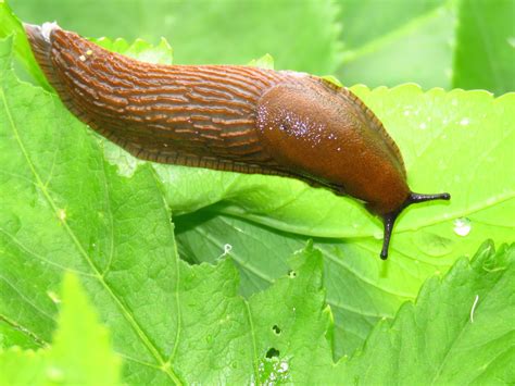 Bugblog A Slug Day