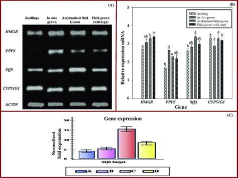 Gene Expression Analysis With Semi Quantitative Rt Pcr And Real Time Download Scientific