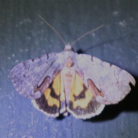 Alabama Underwing Catocala Alabamae Grote 1875 Butterflies And Moths