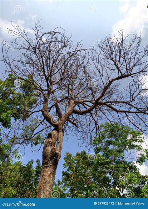Dry Wood Tree Without Leaves Stock Photo Image Of Backgound Shrub