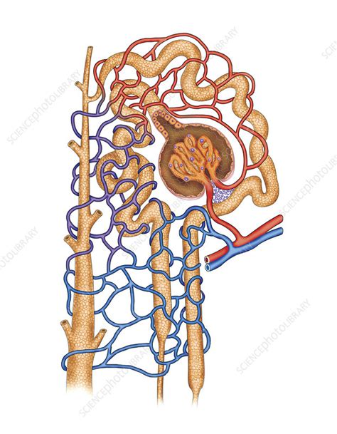 Nephron And Blood Vessels Illustration Stock Image C0256247