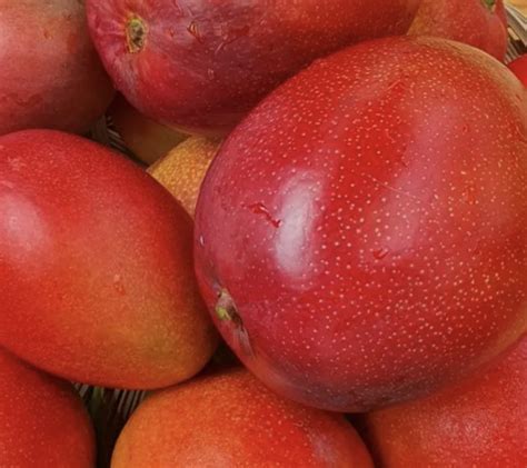 6시내고향 제주도 애플망고 택배 주문방법