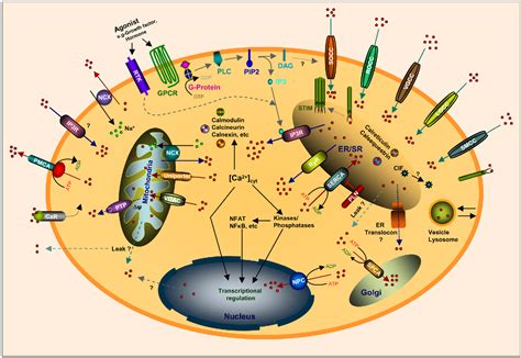 Figure 1 From Lipid Raftscaveolae As Microdomains Of Calcium Signaling