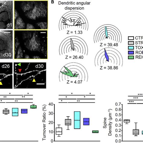 Correlations In Spontaneous Activity Is Greatest For Cells With Similar Download Scientific