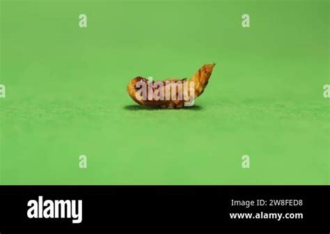 Meal Worm On Green Background Pupa Superworm Isolated Pupa Stages Of
