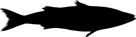 Lates Stappersii By Jessica Rick Cc By Nc 30 Phylopic