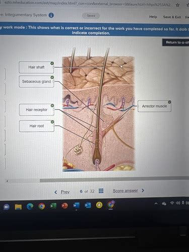 Human Anatomy 2 0 Lab 3 Integumentary System Flashcards Quizlet