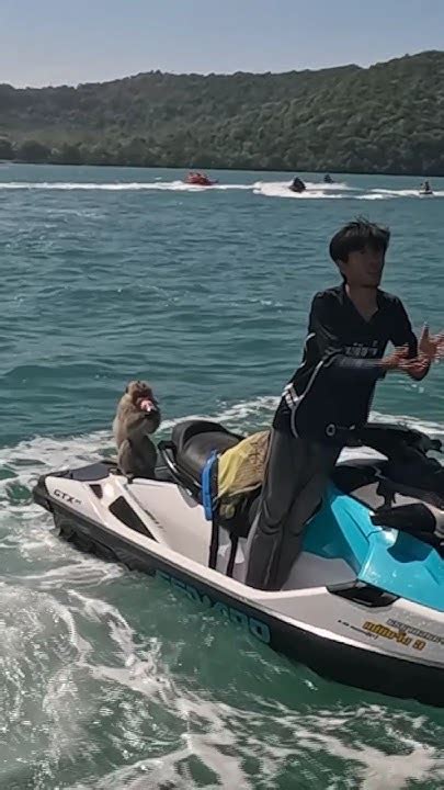 제트스키에서 콜리 즐기는 원숭이 Youtube