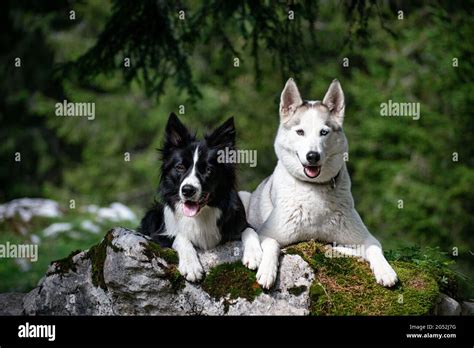 Border Collie Husky Mix Puppies