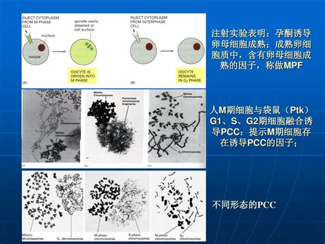 Ppt 第二节 细胞周期调控 Powerpoint Presentation Free Download Id 3575227