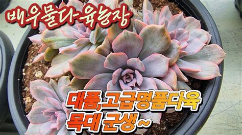 101대품 고급명품다육 목대군생 Youtube