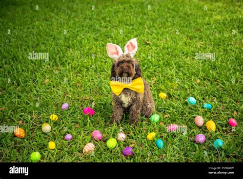 Portrait Of A Cockapoo Dog Wearing Bunny Ears And A Bow Tie Sitting On