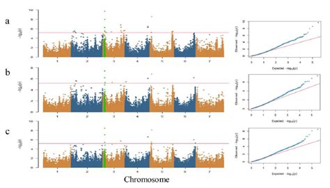 Manhattan And Quantile Quantile Q Q Plots Of Genome Wide Association Download Scientific